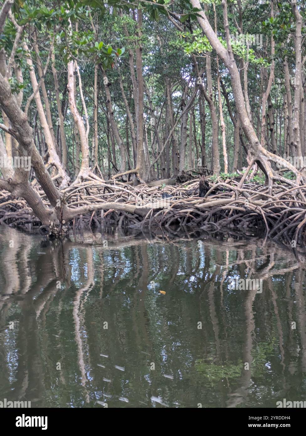 Mangrove roots water reflections in hi-res stock photography and images ...