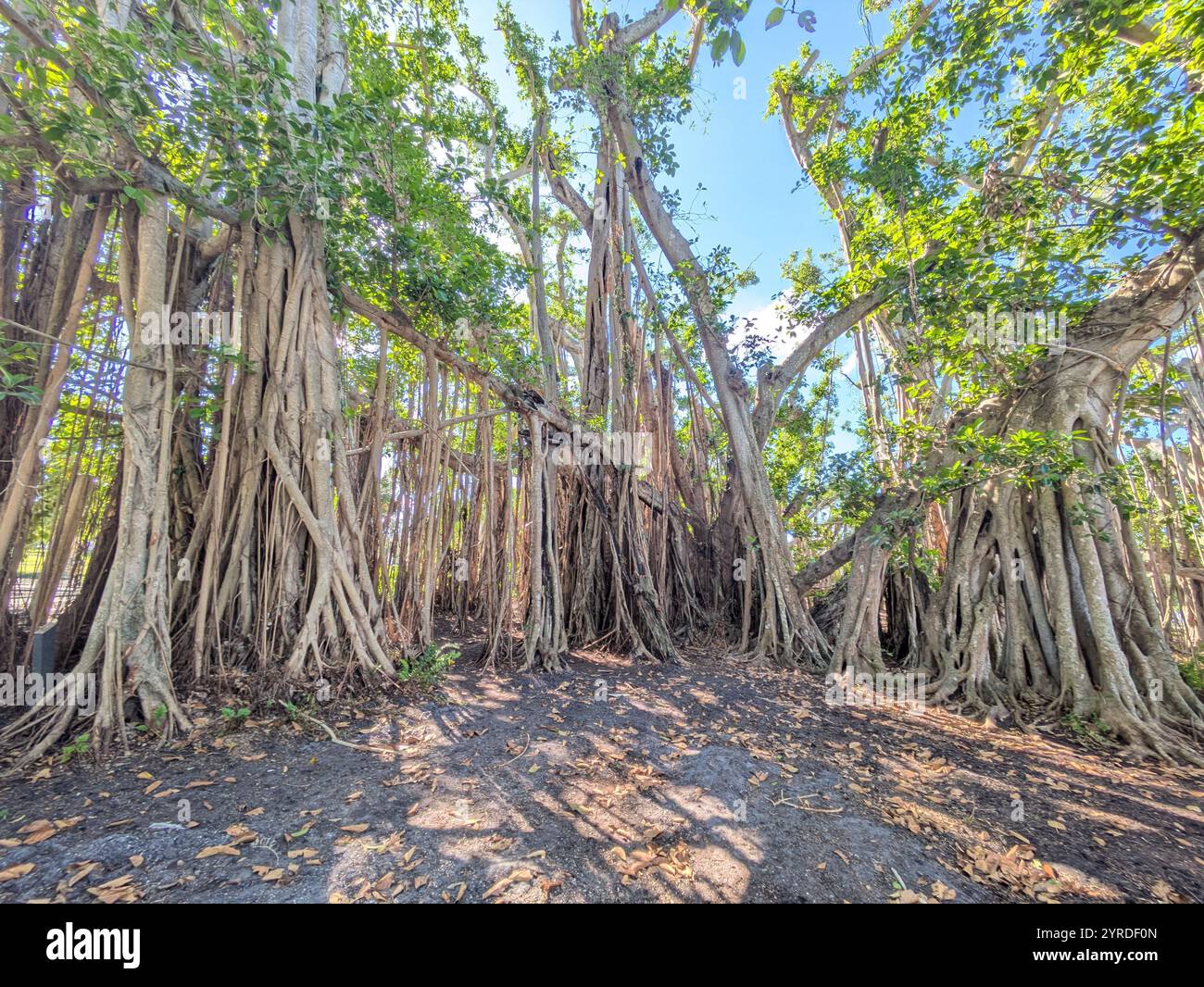 Banyan trees at the Ringling Museum in Florida USA Stock Photo - Alamy