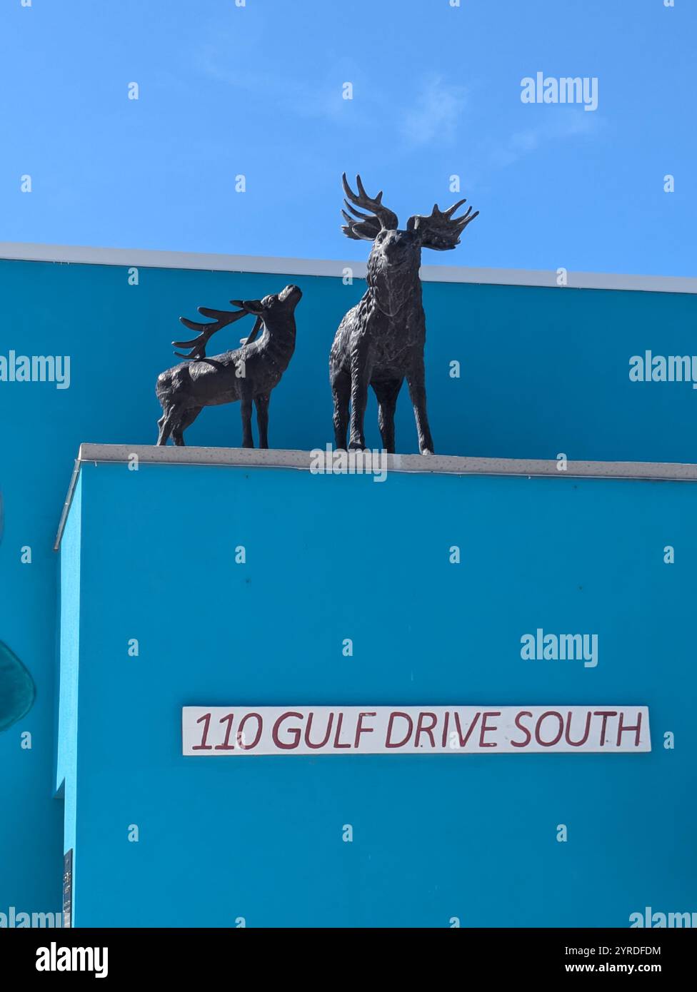 Moose beach hi-res stock photography and images - Alamy