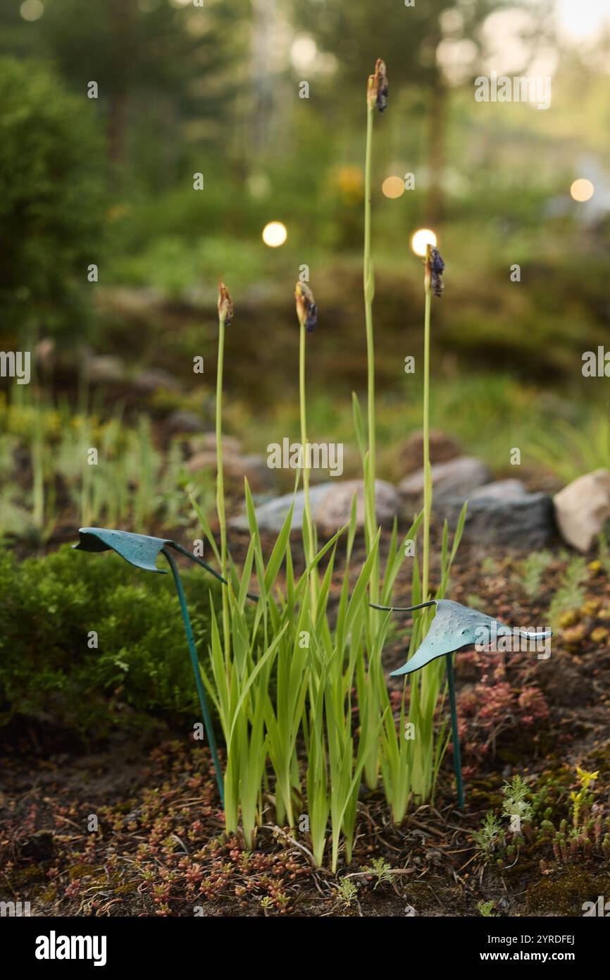 An Elegant and Beautiful Garden Scene featuring Unique Greenery ...