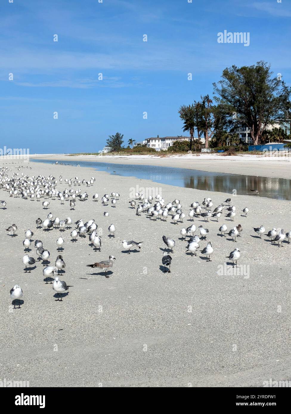 Colony of seagulls on Anna Maria Island Stock Photo - Alamy