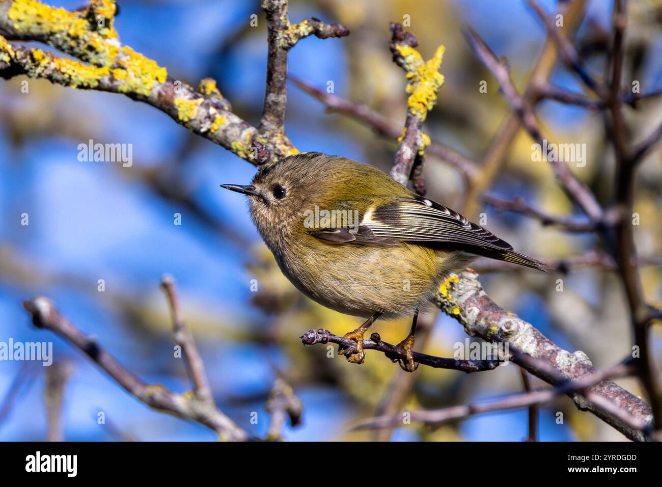 Goldcrest, Europe’s smallest bird, spotted at Baldoyle Racecourse ...