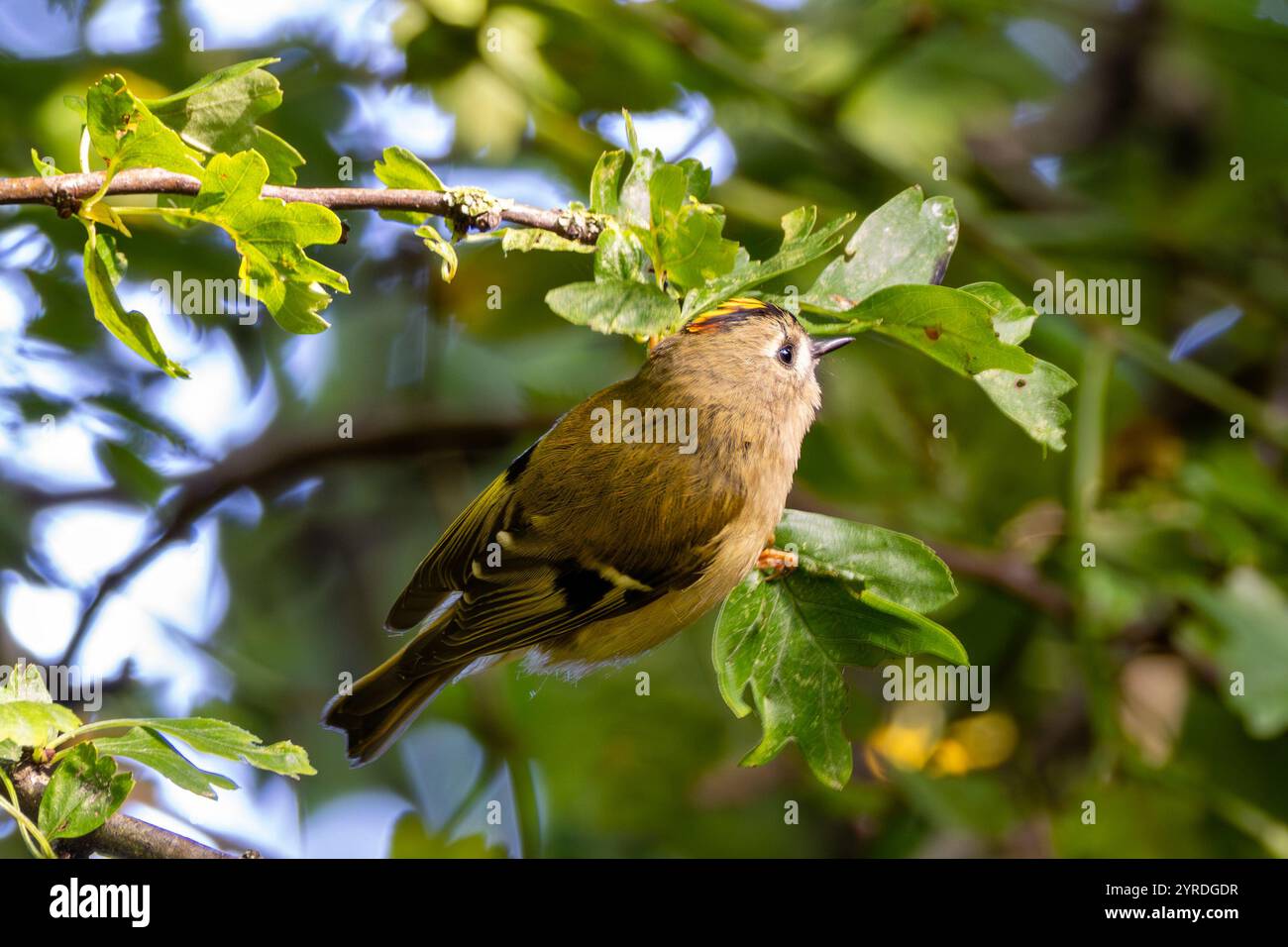 Goldcrest, Europe’s smallest bird, spotted at Baldoyle Racecourse ...