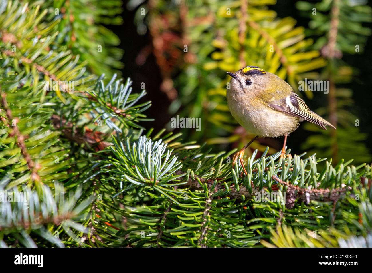 Goldcrest, Europe’s smallest bird, spotted at Baldoyle Racecourse ...