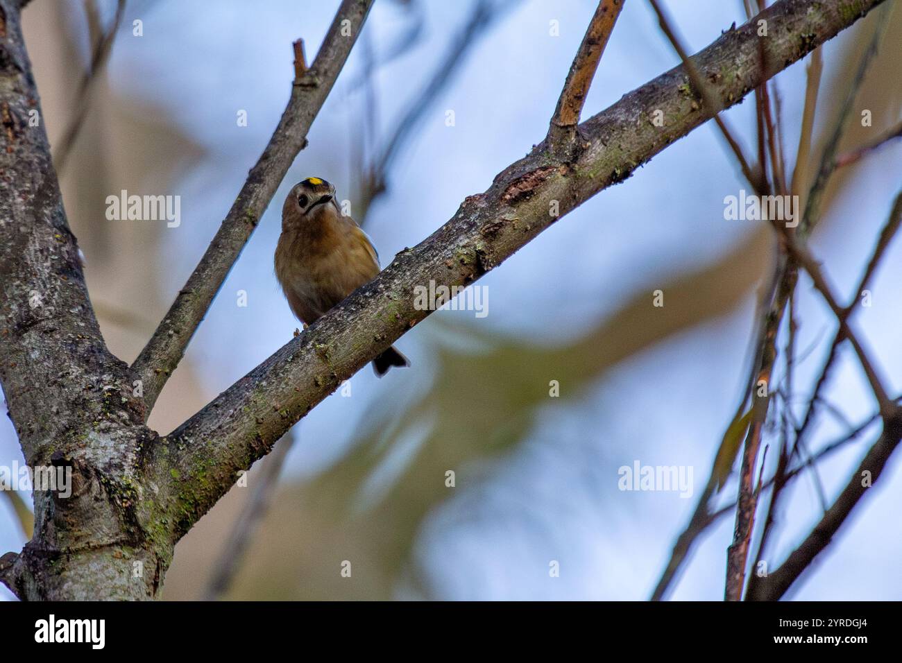 Goldcrest, Europe’s smallest bird, spotted at Baldoyle Racecourse ...