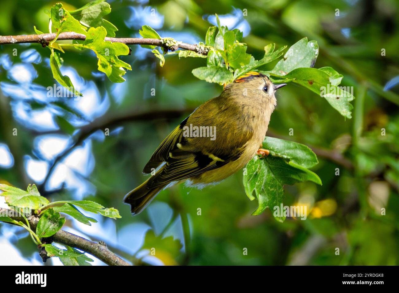 Goldcrest, Europe’s smallest bird, spotted at Baldoyle Racecourse ...