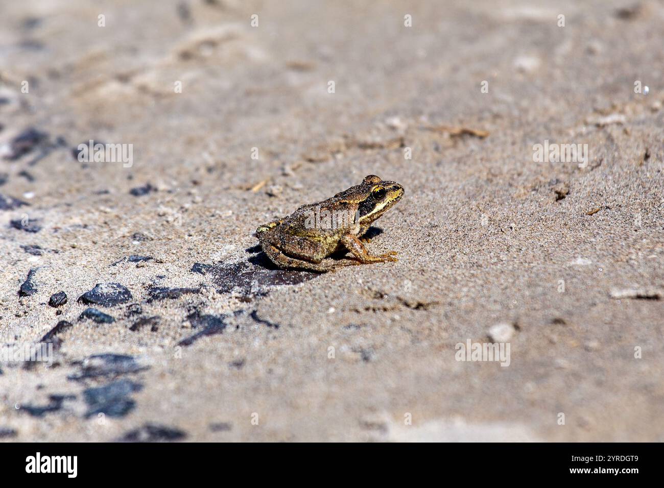 Common frog spotted in Baldoyle Racecourse, Dublin. Eats insects, slugs ...