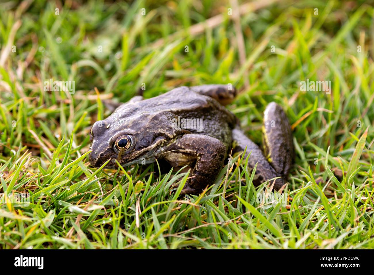 Common frog spotted in Baldoyle Racecourse, Dublin. Eats insects, slugs ...