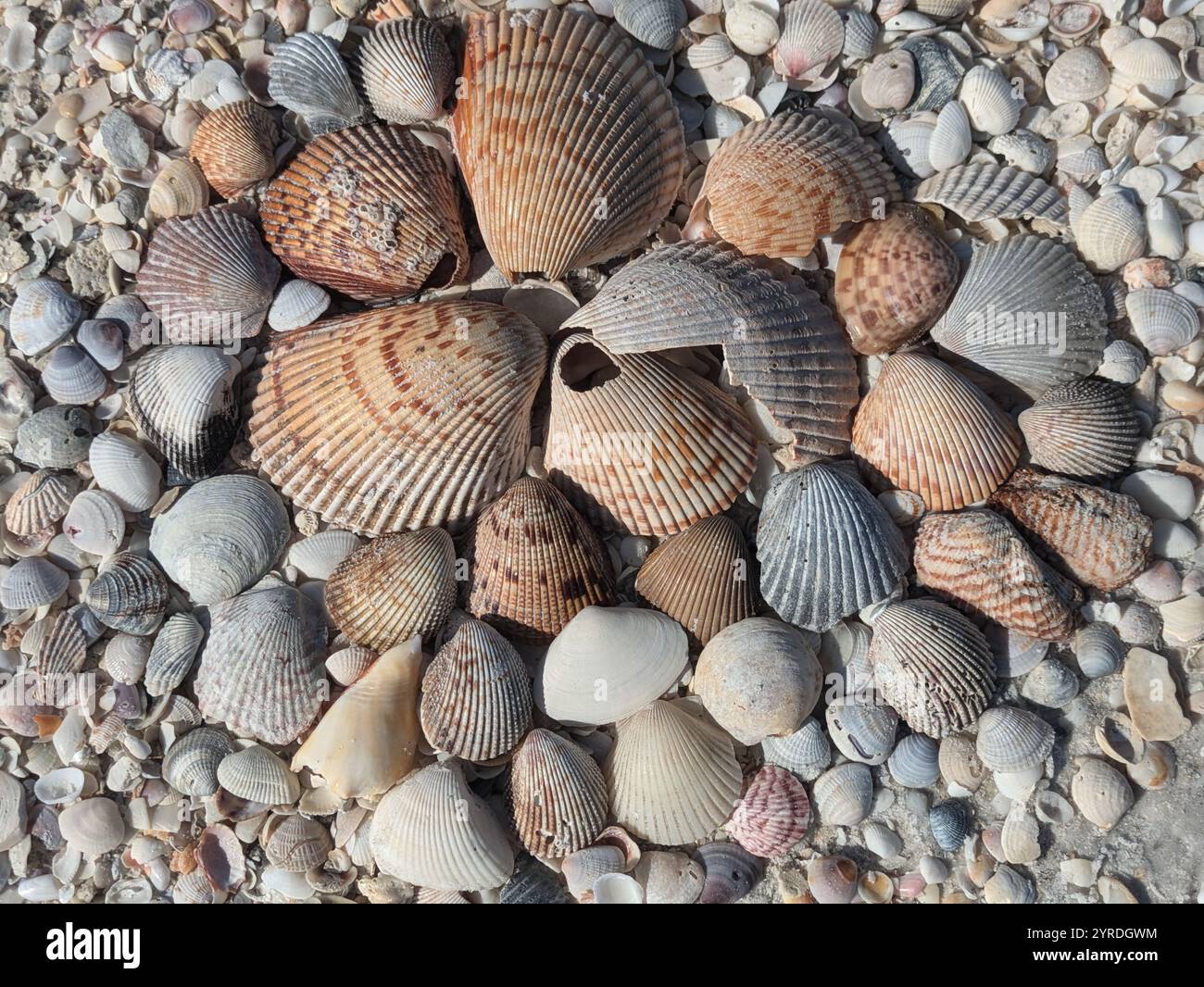 sea shells on the beach in formation Stock Photo - Alamy