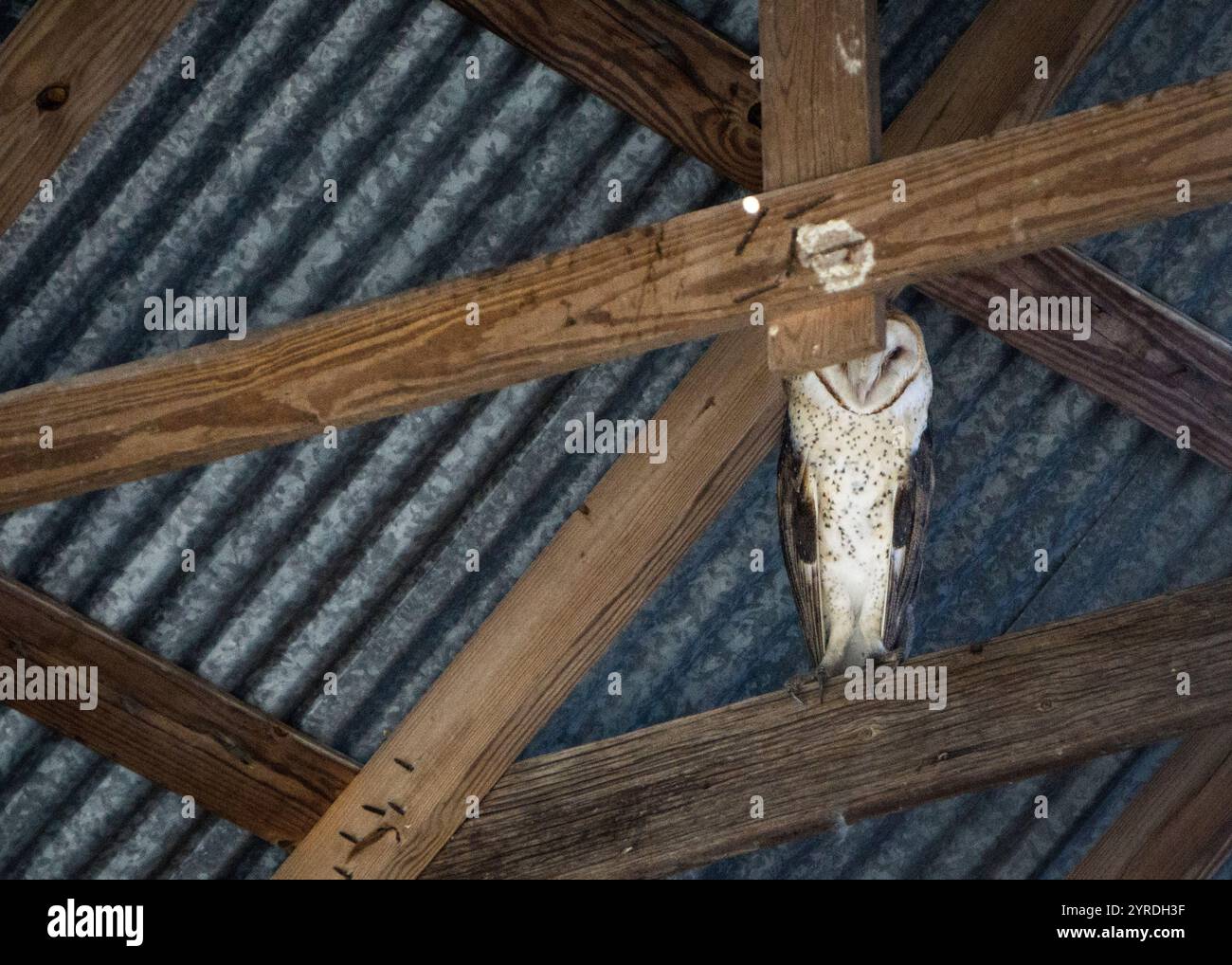 Camouflage in beams hi-res stock photography and images - Alamy