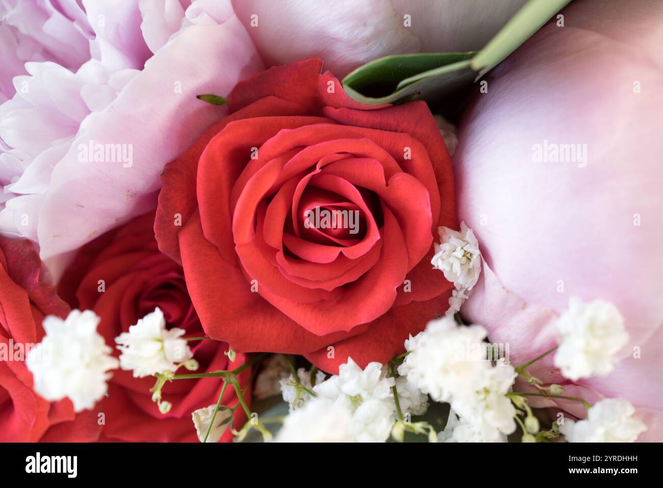 Elegant Close-Up of a Red Rose with Baby's Breath and Soft Pink Petals Stock Photo - Alamy