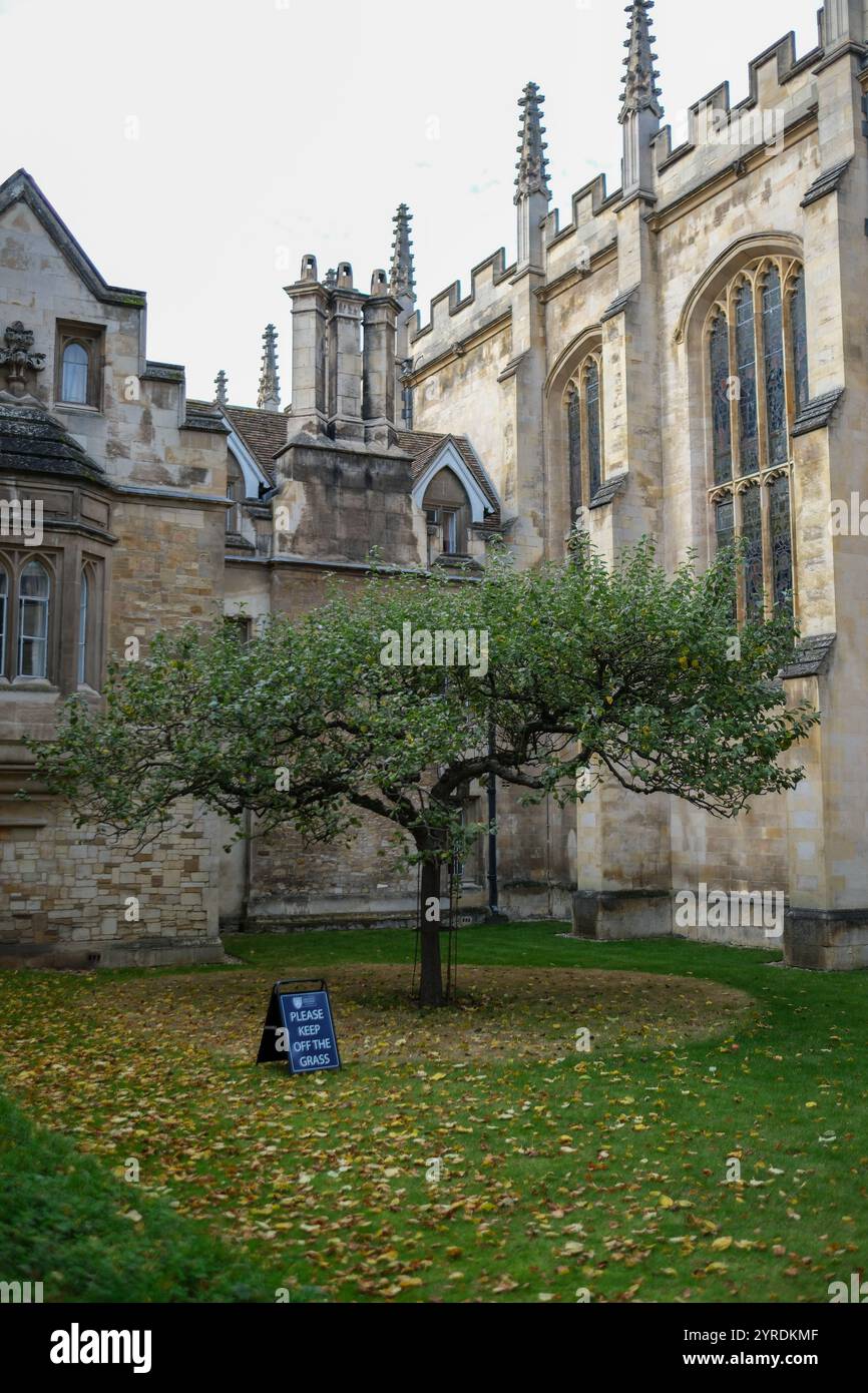 Cambridge, UK 16 Oct 2024 - Newtons apple tree outside Trinity College ...