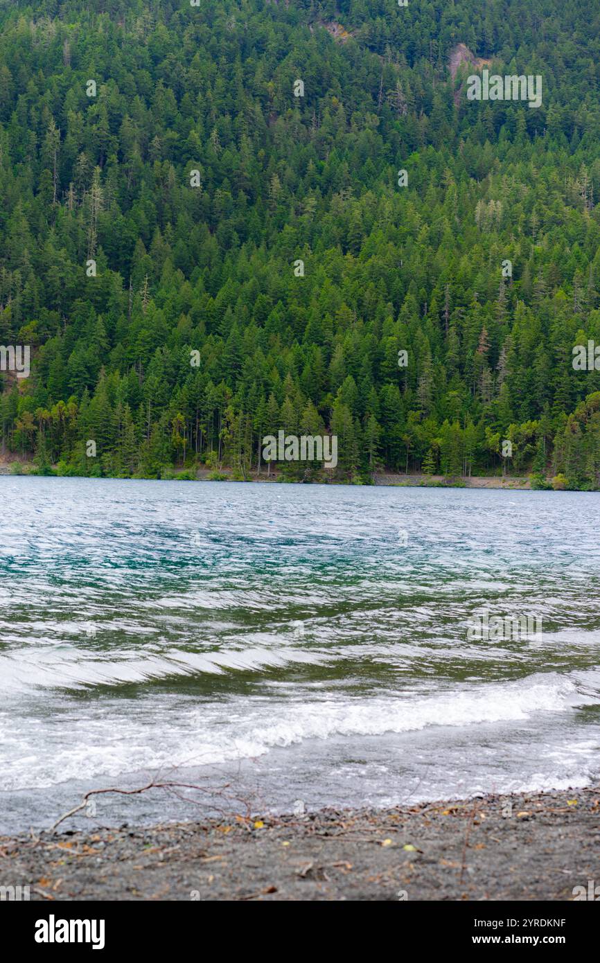 Northwest pacific evergreen forest hi-res stock photography and images - Alamy