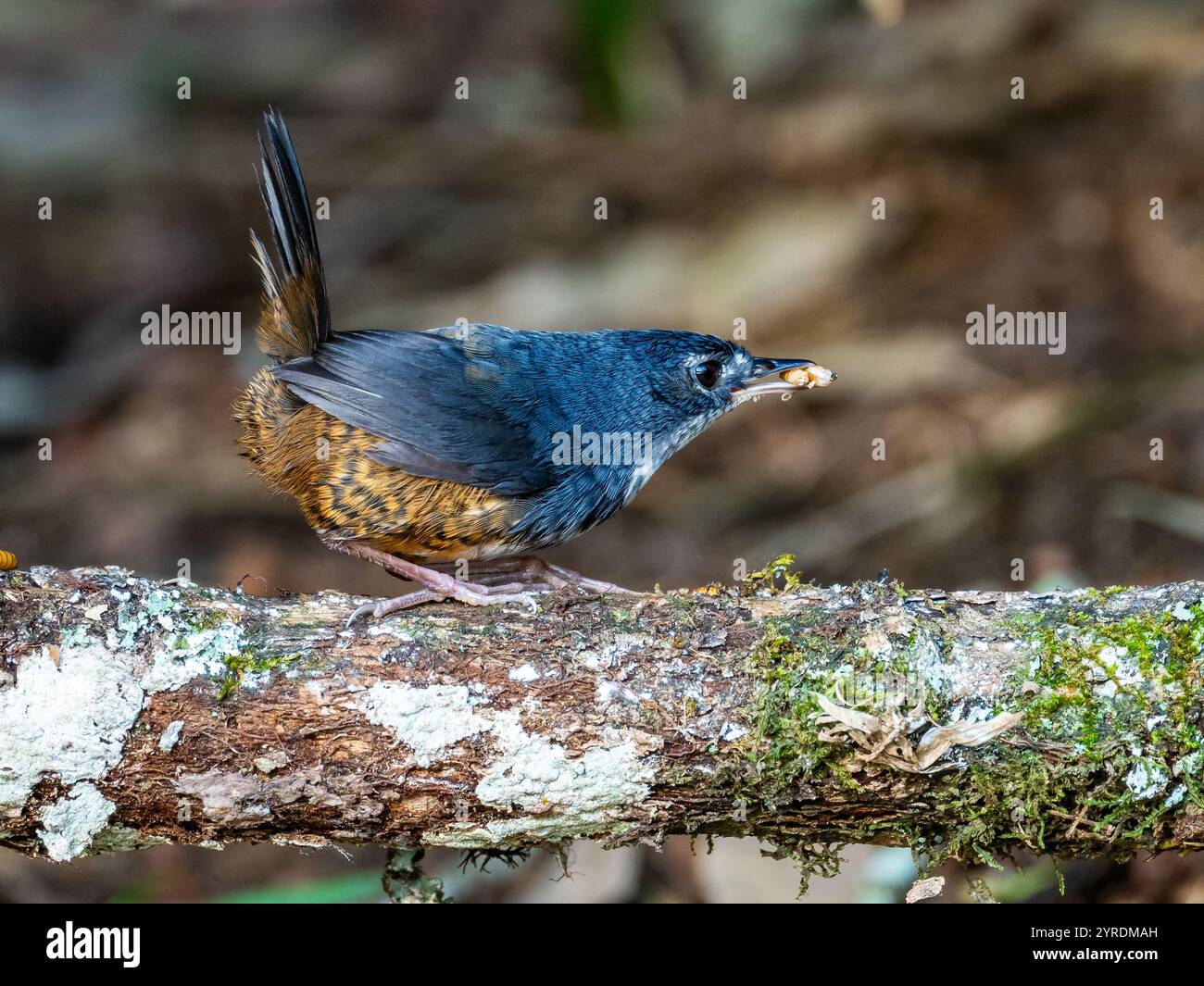 A White-breasted Tapaculo (Eleoscytalopus indigoticus) foraging in forest. São Paulo, Brazil ...