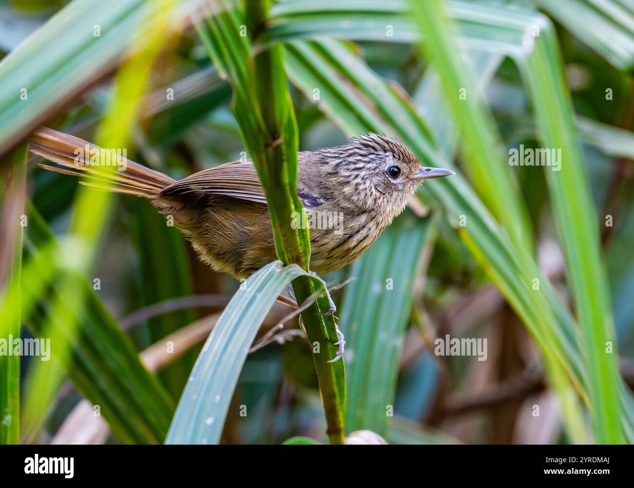 Dusky antbird hi-res stock photography and images - Alamy