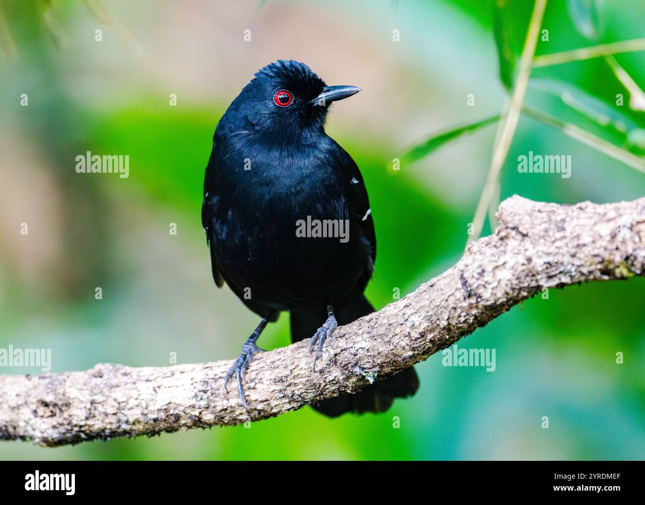 A male White-shouldered Fire-eye (Pyriglena leucoptera) perched on a ...