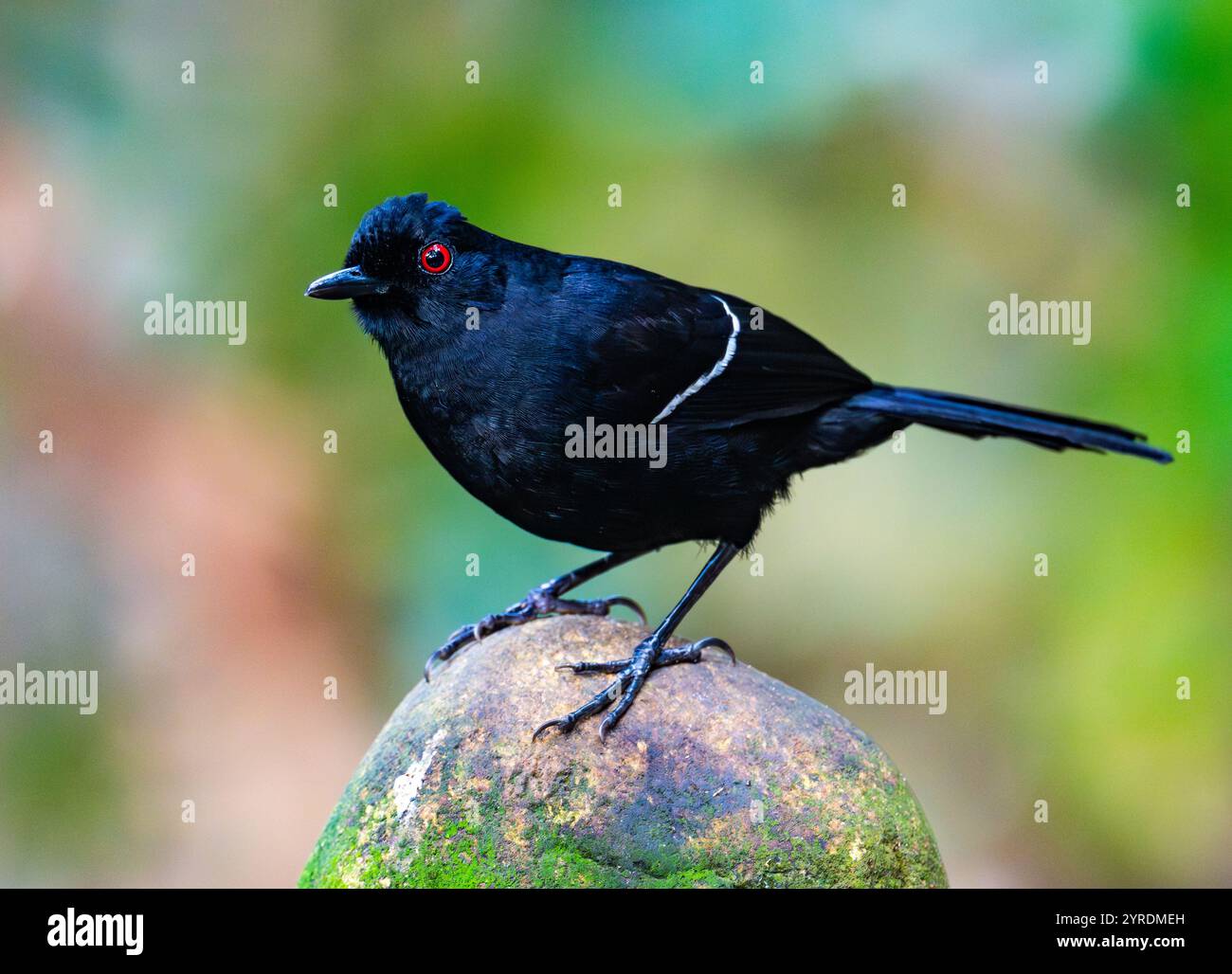 A male White-shouldered Fire-eye (Pyriglena leucoptera) perched on a ...