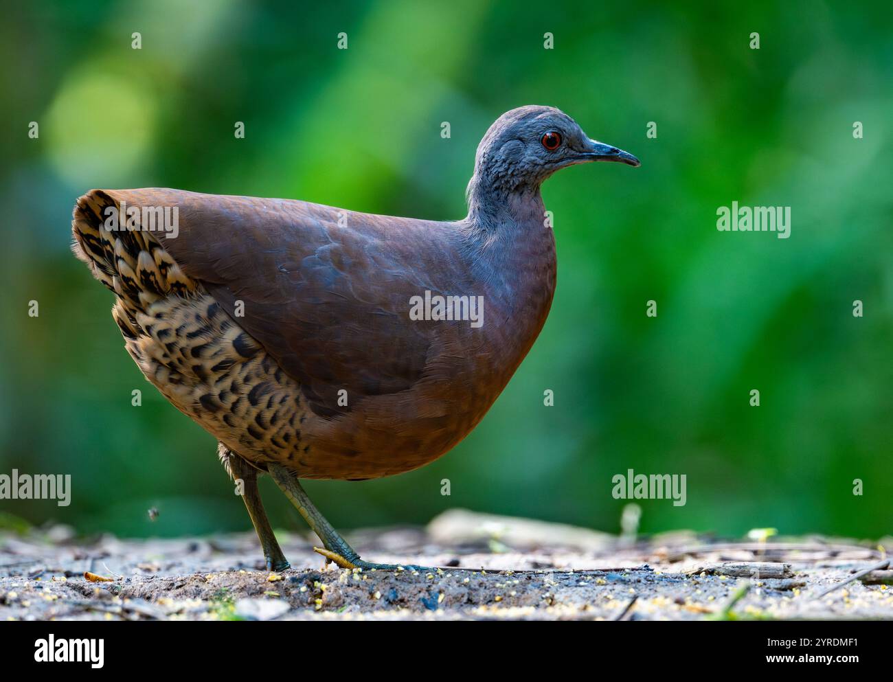 Crypturellus obsoletus hi-res stock photography and images - Alamy