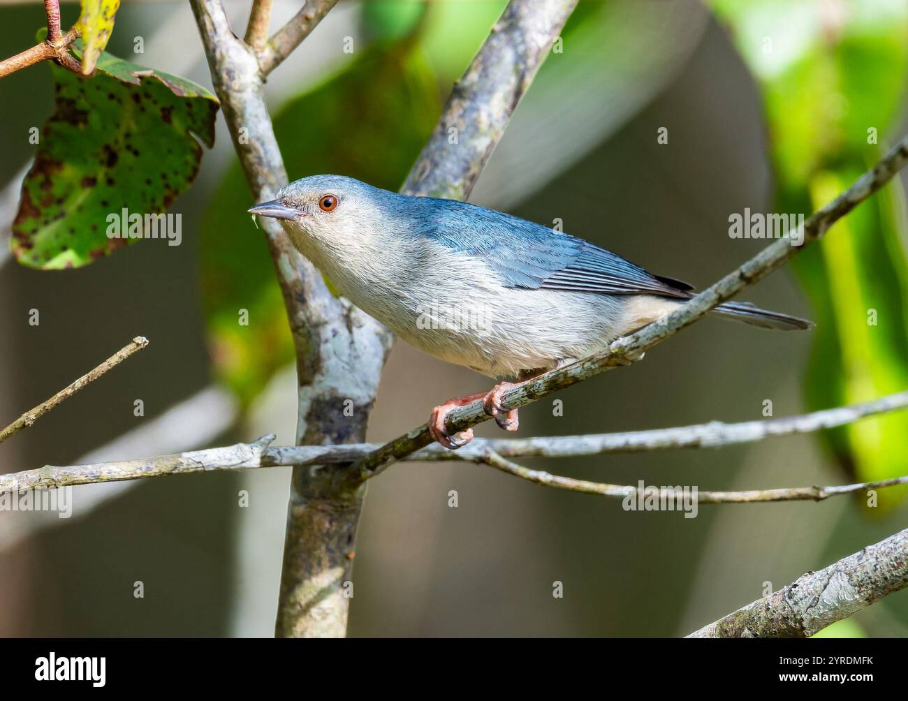 A Bicolored Conebill (Conirostrum bicolor) perched on a branch. São ...