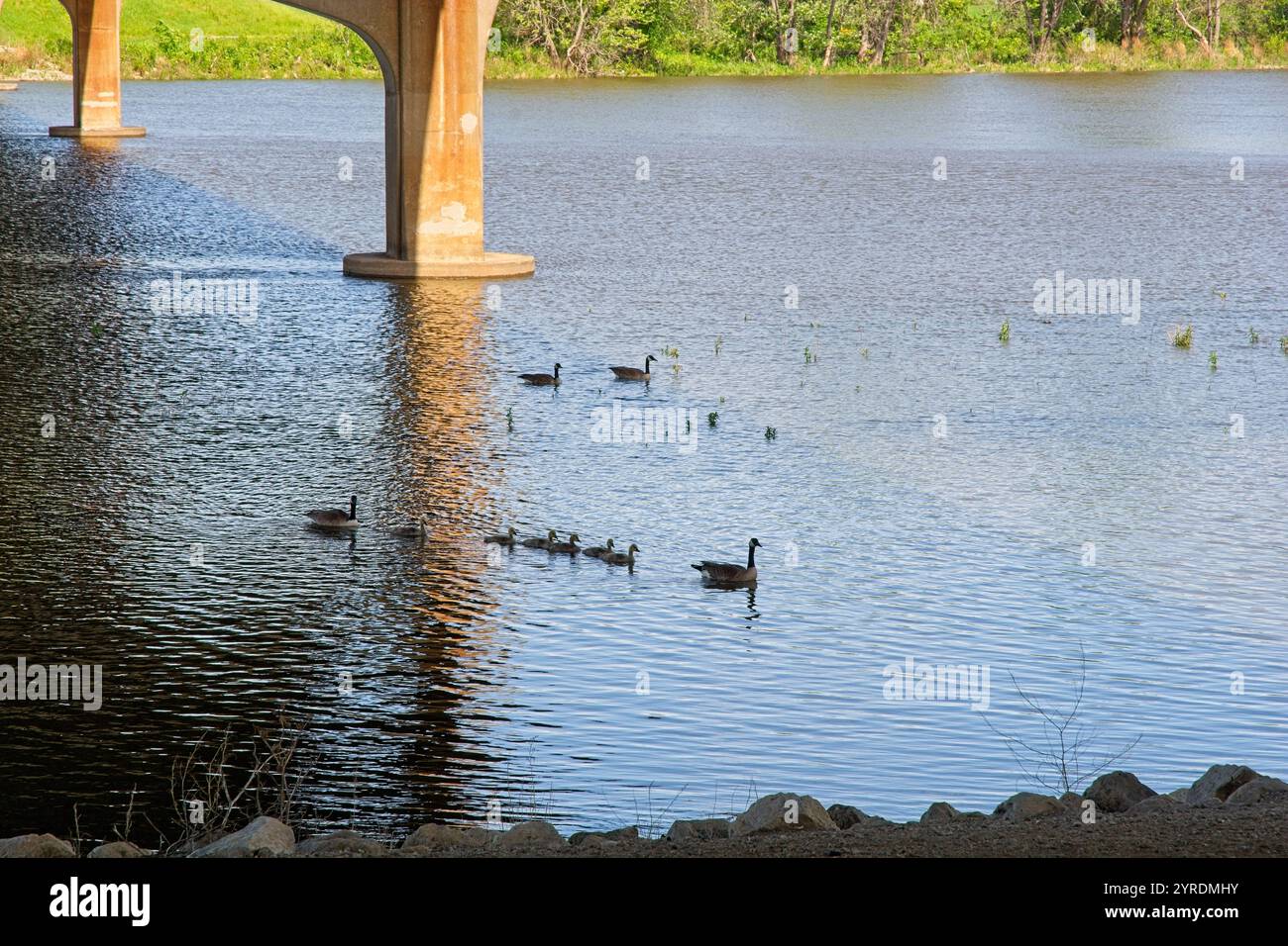 Canada geese with row of goslings crossing river under highway bridge ...