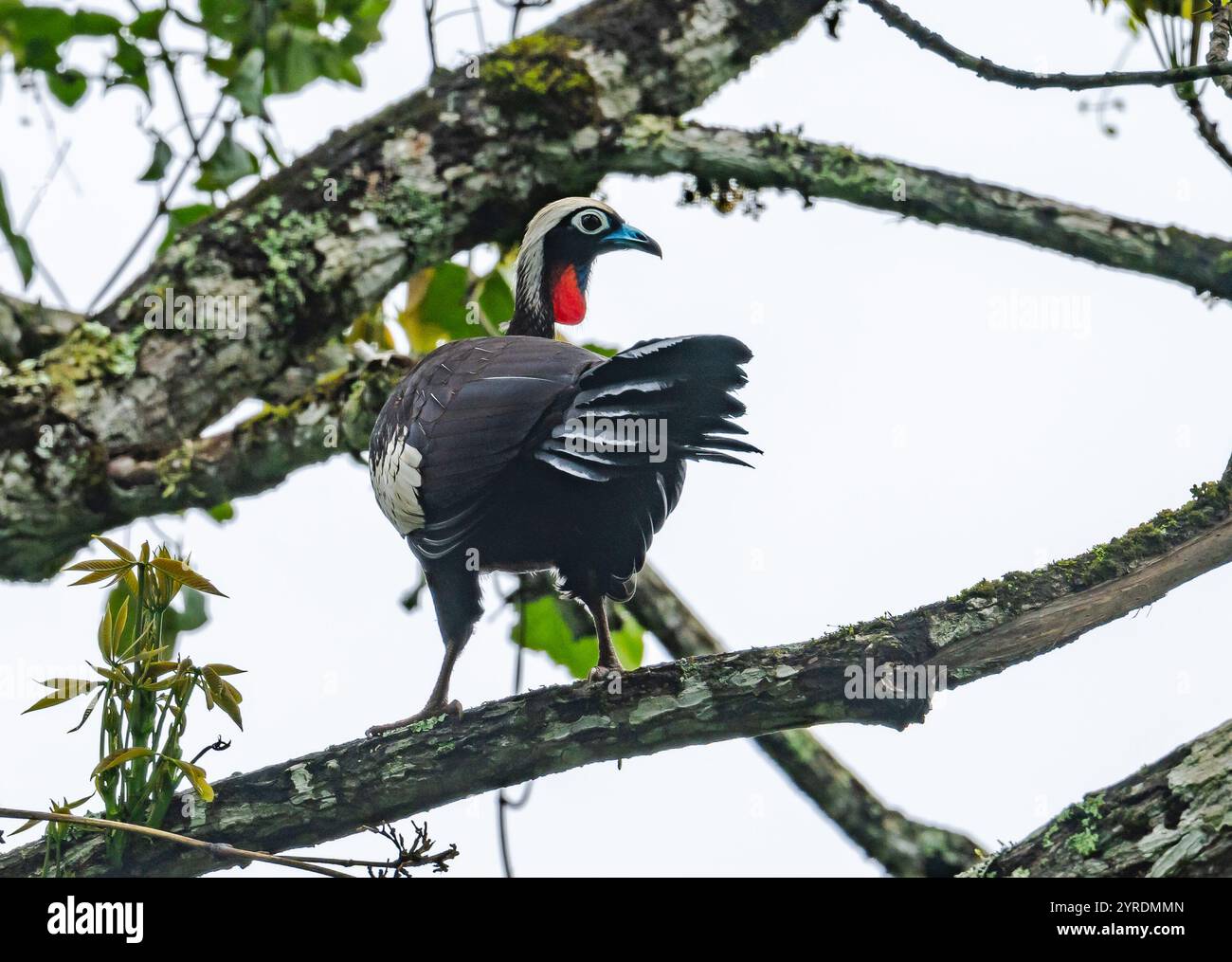 A Black-fronted Piping-Guan (Pipile jacutinga) standing on a branch ...