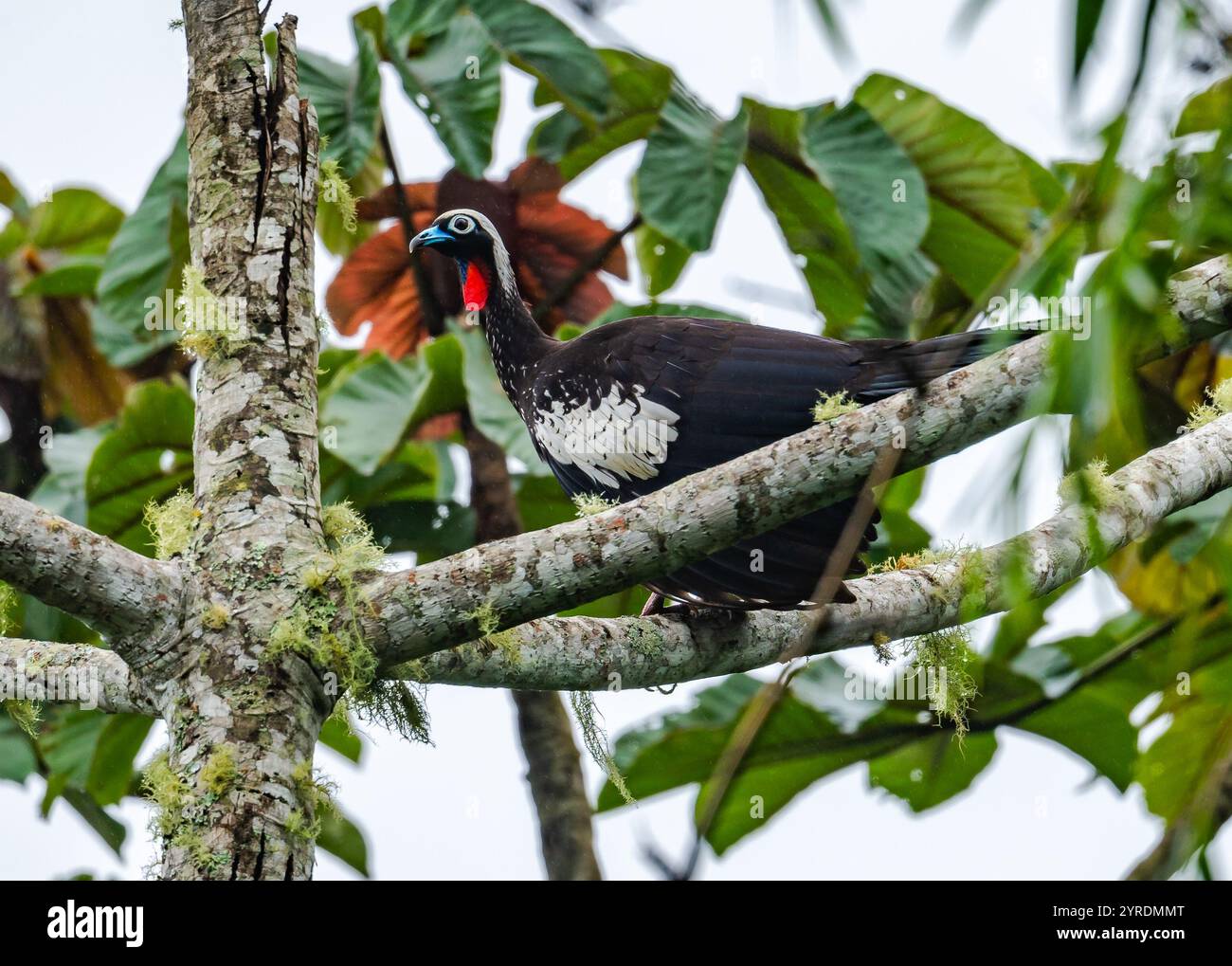 A Black-fronted Piping-Guan (Pipile jacutinga) standing on a tree ...