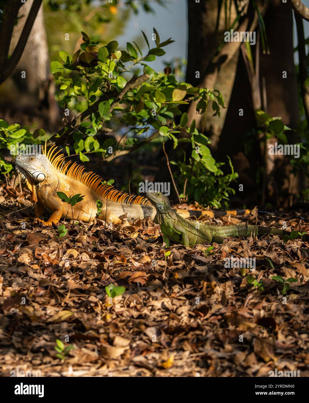 Fairchild Tropical Botanical Garden in Miami, Florida: iguana family ...