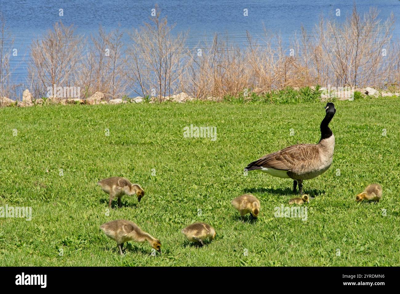 Canada goose with goslings on lawn at Mississippi River shoreline Stock ...