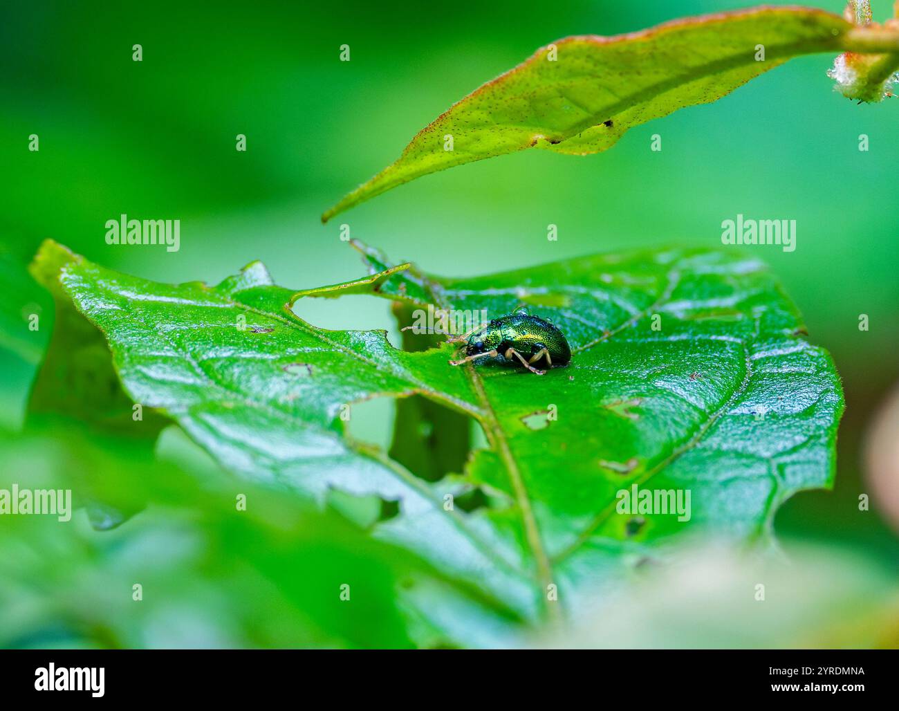 Colaspis laeta hi-res stock photography and images - Alamy