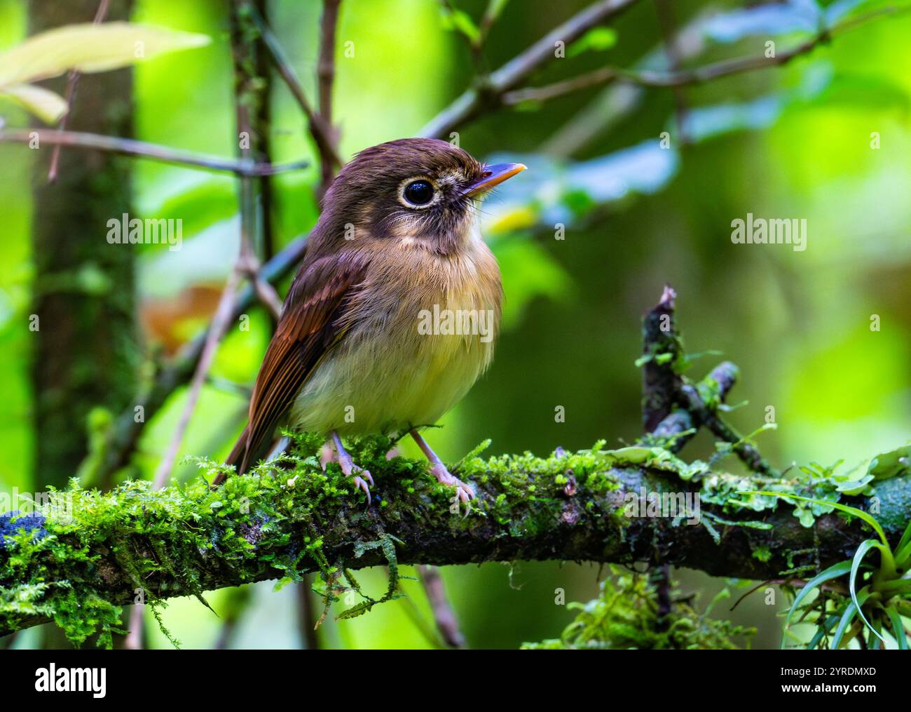 A Russet-winged Spadebill (Platyrinchus leucoryphus) perched on a ...