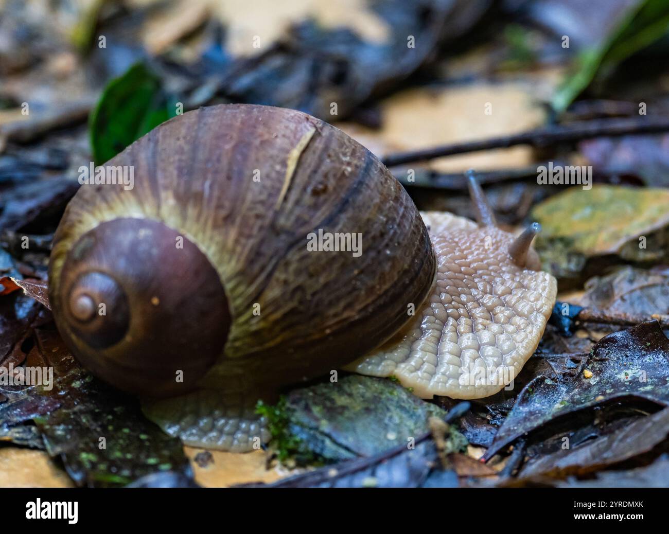 Parque estadual intervales hi-res stock photography and images - Alamy