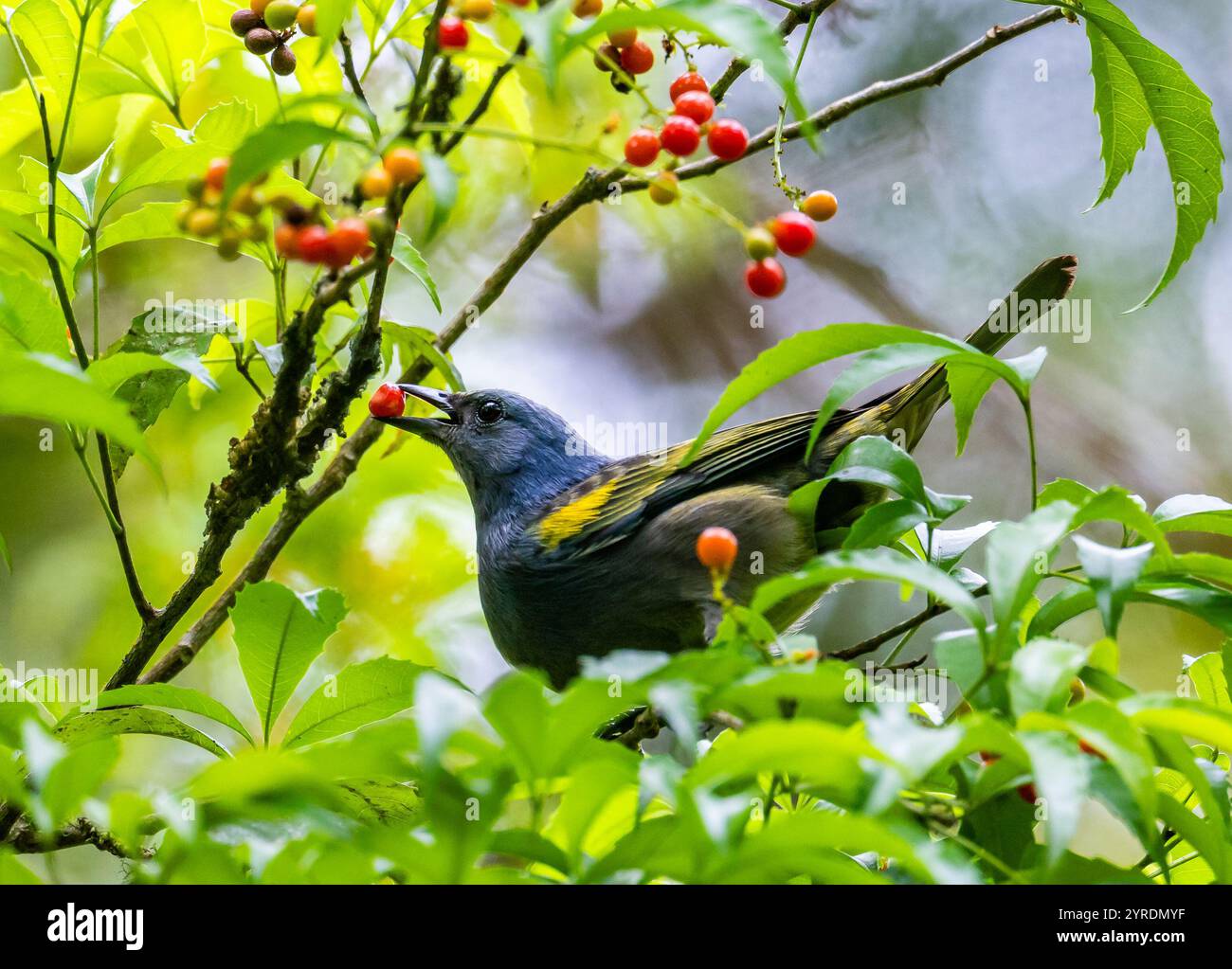 A Golden-chevroned Tanager (Thraupis ornata) feasting on red berries in ...