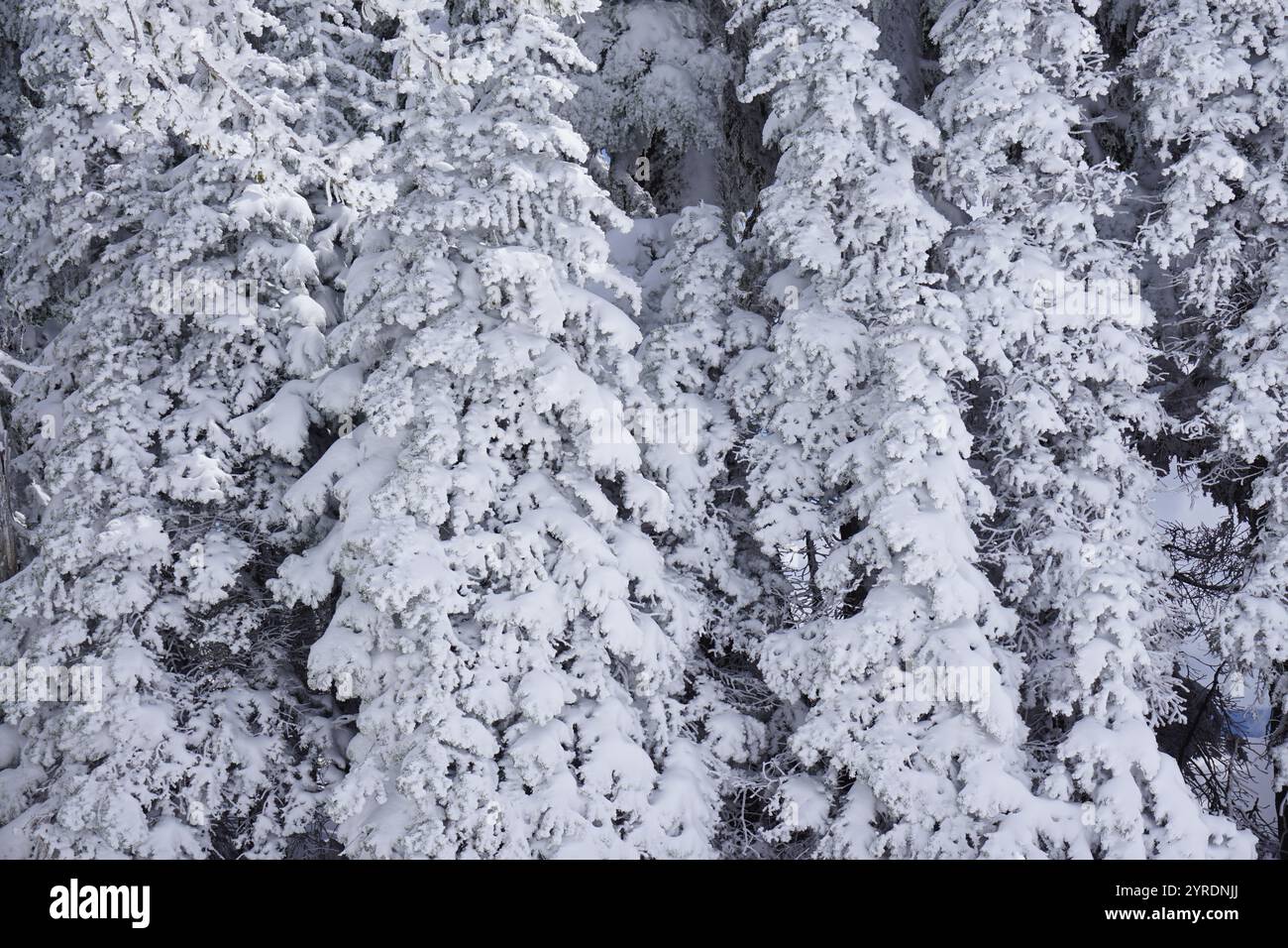 Pine trees in snow snowfall hi-res stock photography and images - Alamy