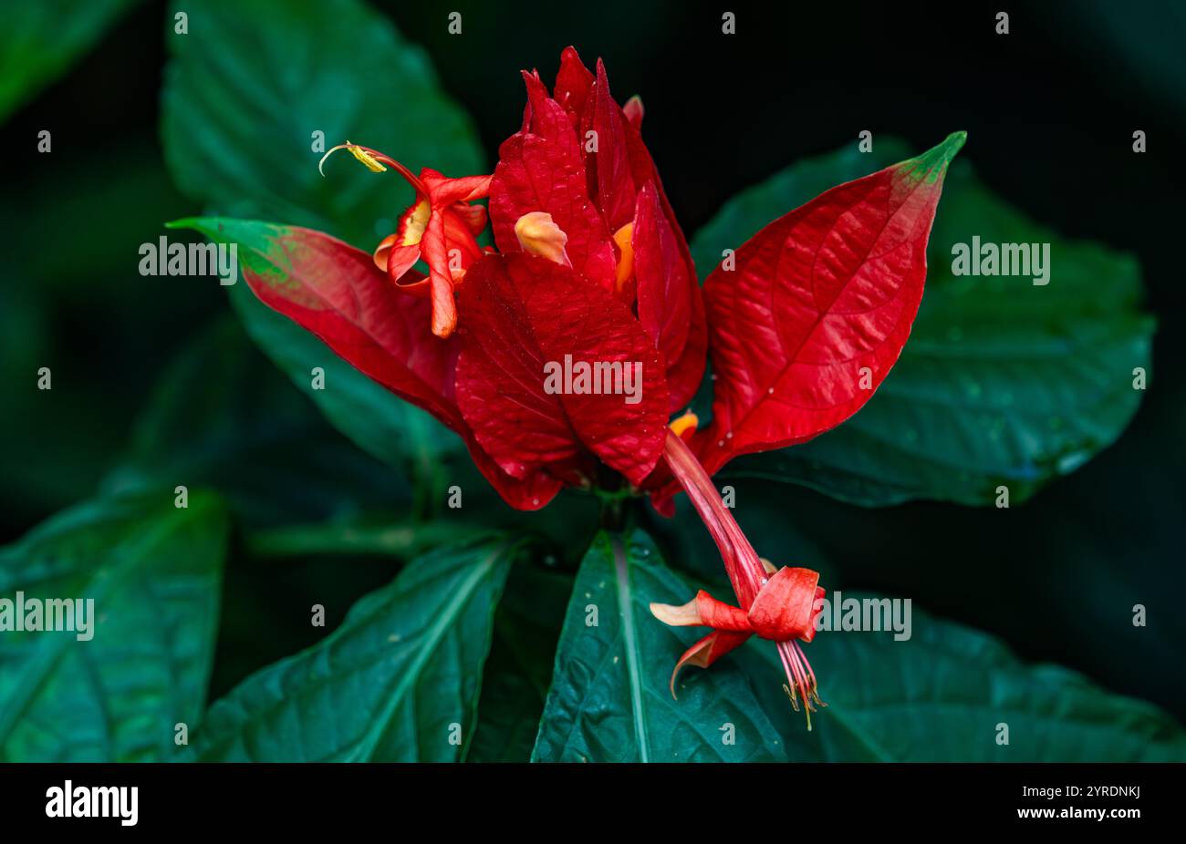 Fairchild Tropical Botanical Garden in Miami, Florida: exotic flowers ...