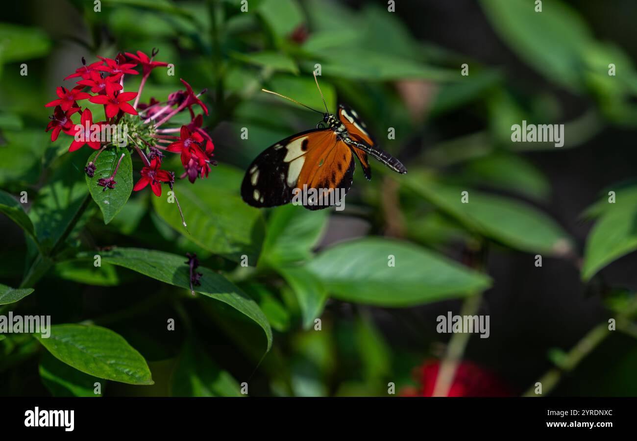 Fairchild Tropical Botanical Garden in Miami, Florida: exotic colorful ...