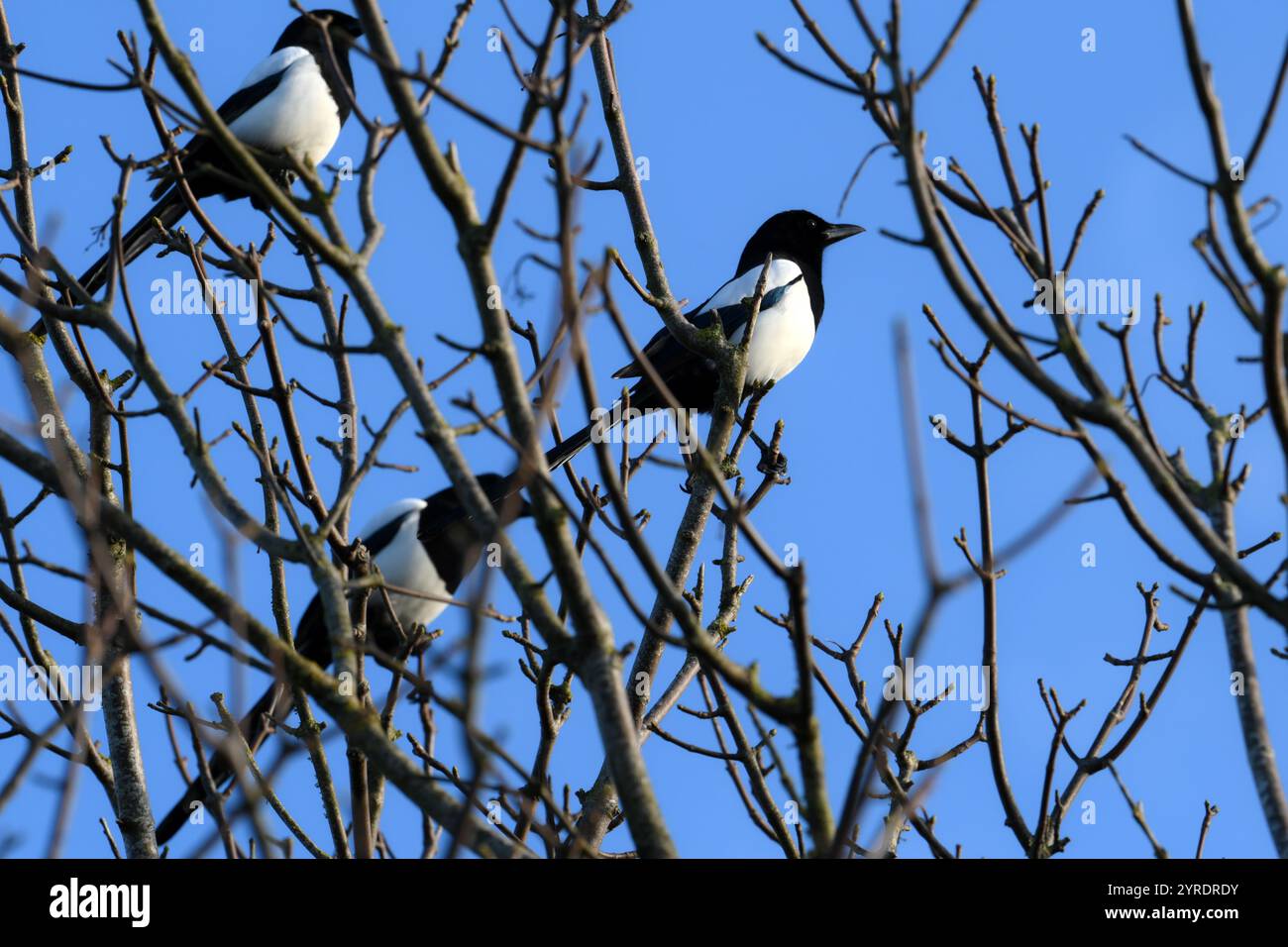 Group of 3 magpies sitting in the branches of a tree on an autumn day ...