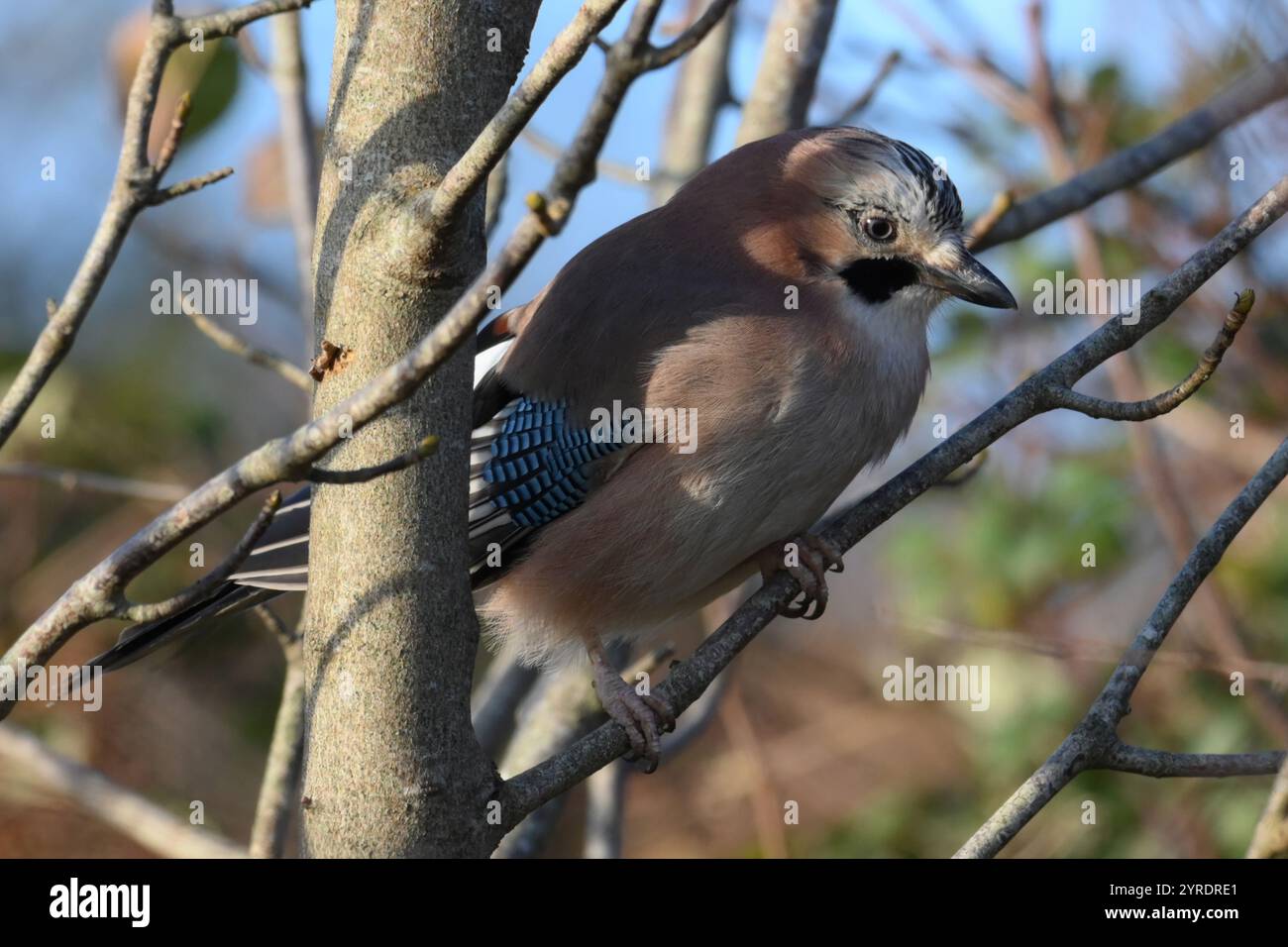 Jay in woodland habitat hi-res stock photography and images - Alamy