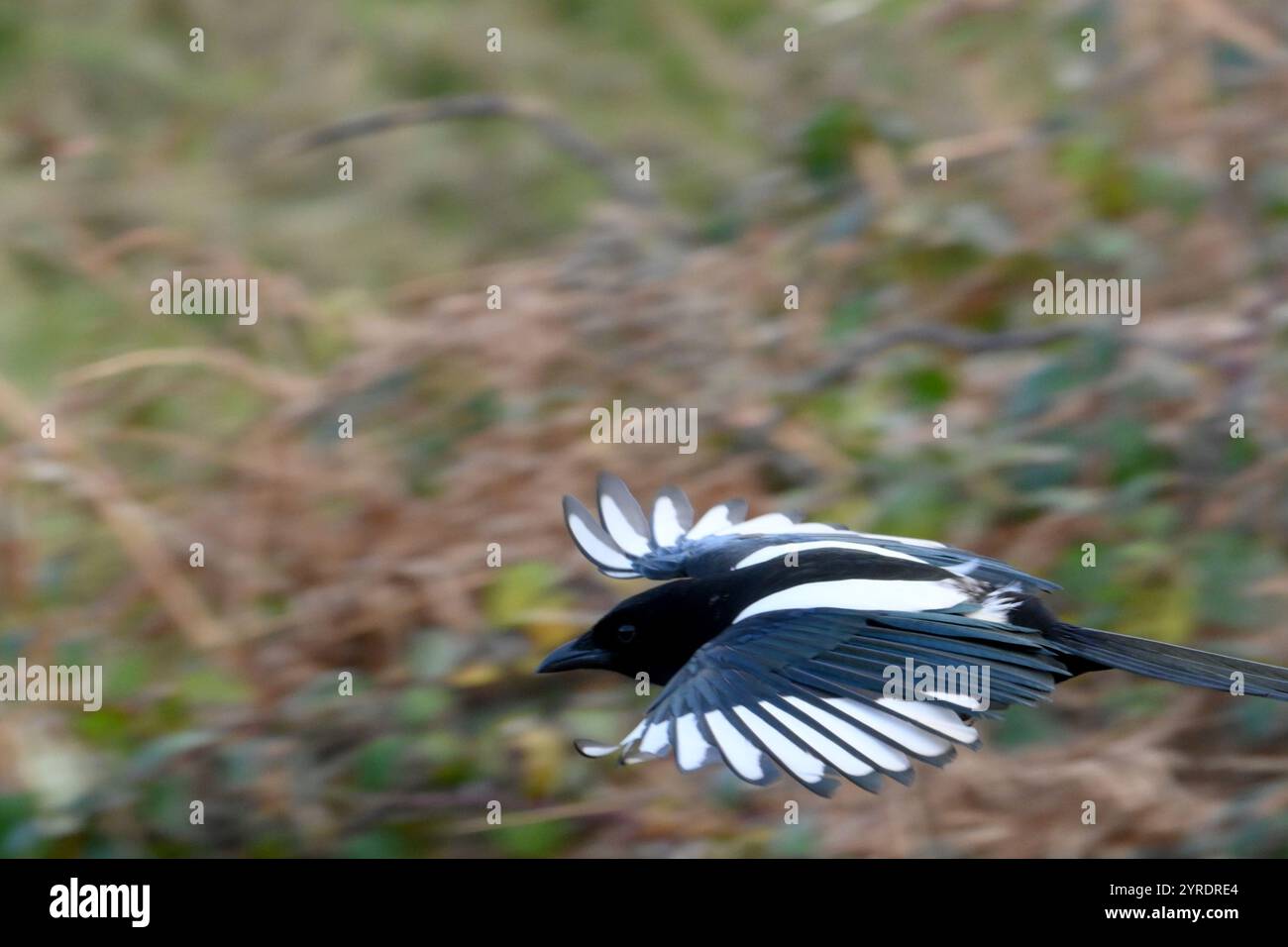 Magpies in nature hi-res stock photography and images - Alamy