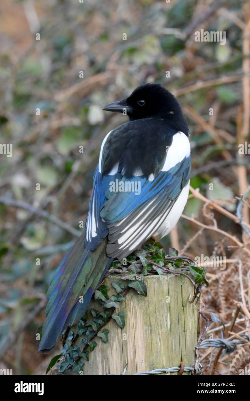 Magpie perched on gate post showing iridescent green and blue tail ...
