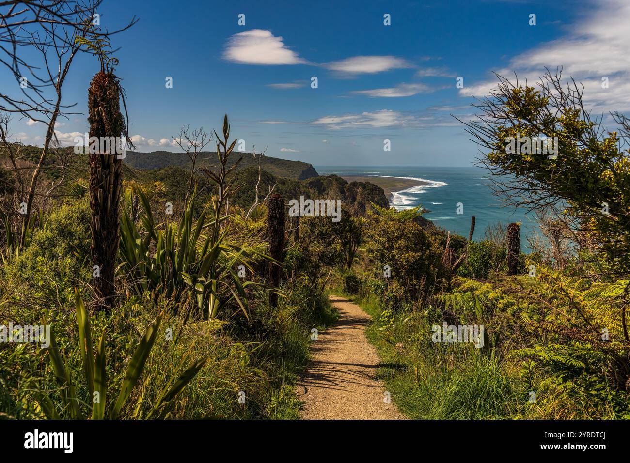 views of Auckland west coast Piha beach from high above the cliffs on ...