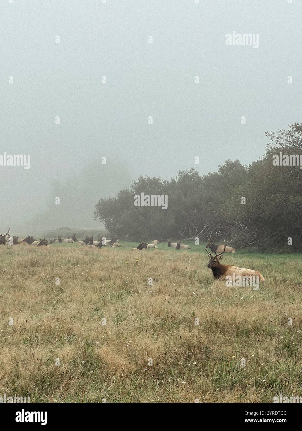 Elk california hi-res stock photography and images - Alamy