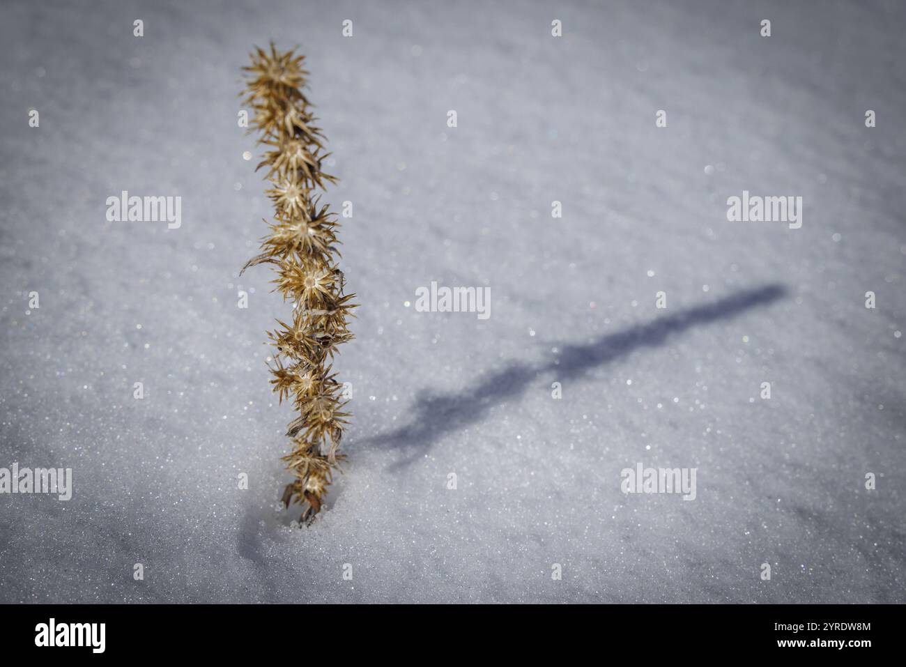 Lone plant standing in the snow with long shade Stock Photo - Alamy