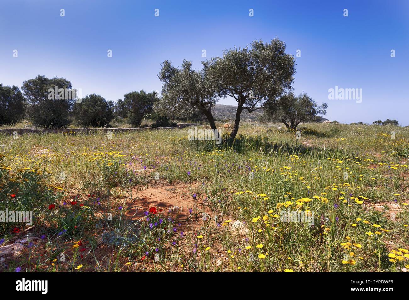Olive tree (oliva) in spring meadow, Elafonisos, Ionian Islands, Greece ...