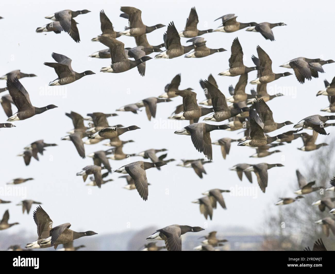 Brent Goose (Branta bernicla), migratory birds in flight, island of ...