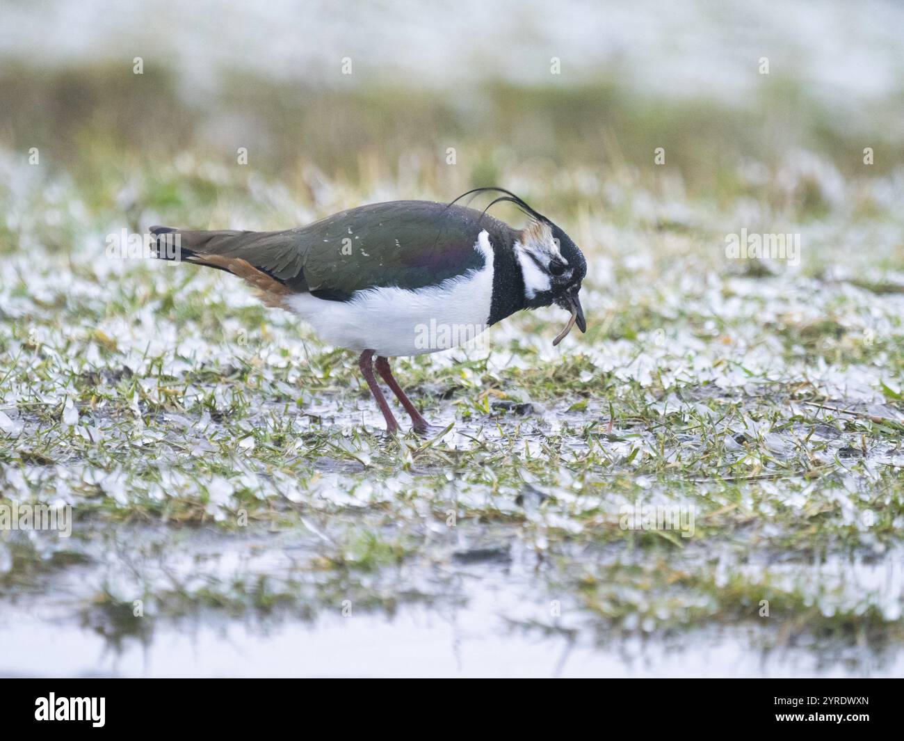 Northern Lapwing (Vanellus vanellus), in winterly conditions, with ...