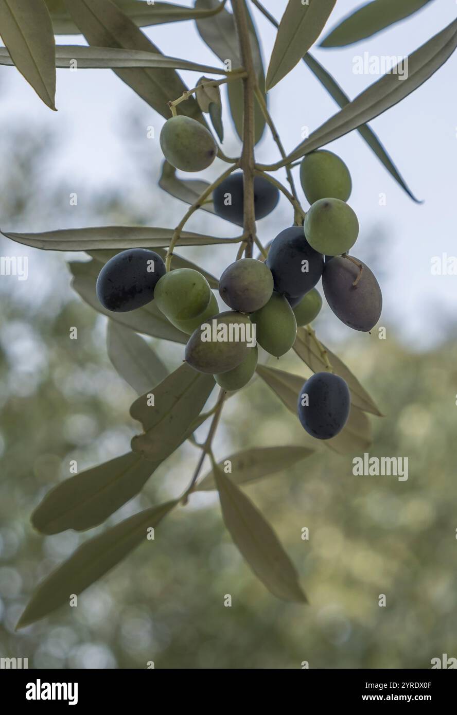 Close-up of an olive branch with ripe olives in different colours ...