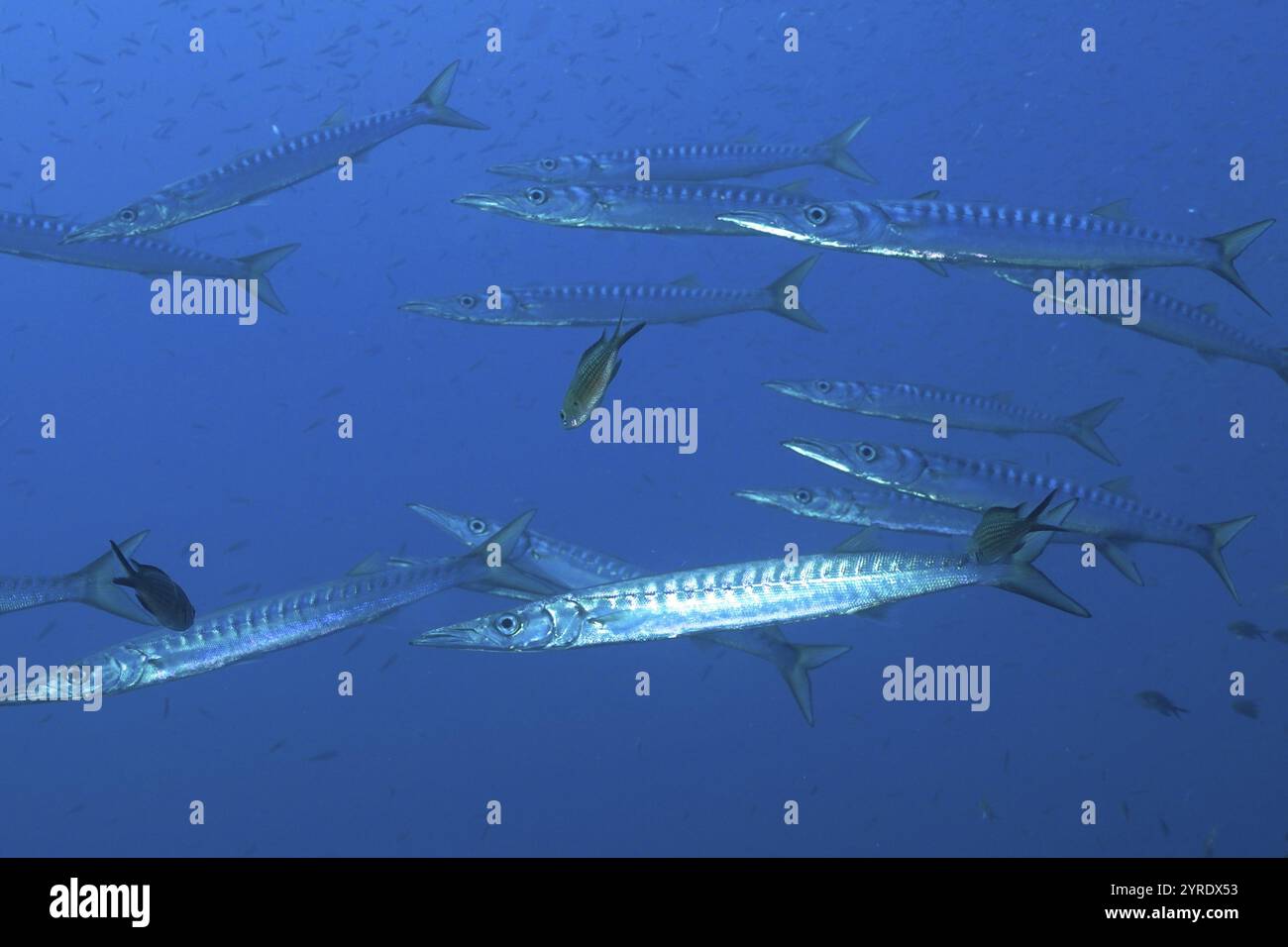 A shoal of barracudas (Sphyraena sphyraena) swimming in the open sea ...
