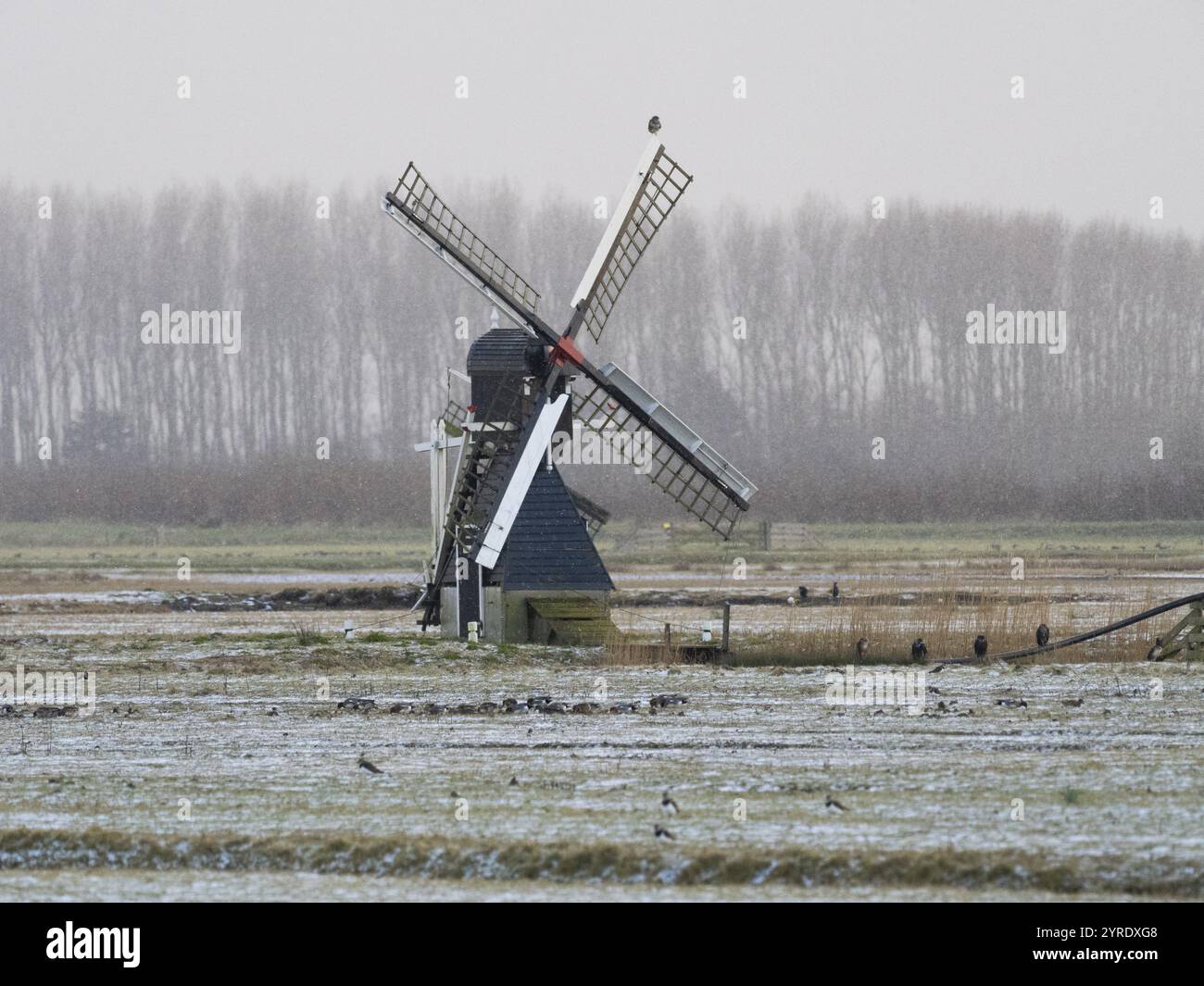 Traditional windmill set in a wintery landscape of the nature reserve ...