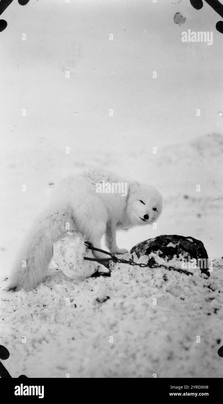 Arctic fox caught in a trap, . Archive Canadian Photograph from the ...