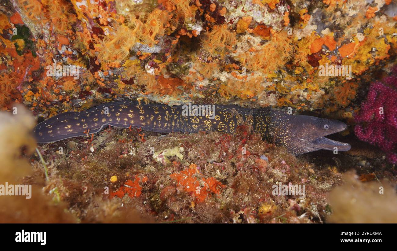 A Mediterranean moray eel (Muraena helena) with pattern lies between ...